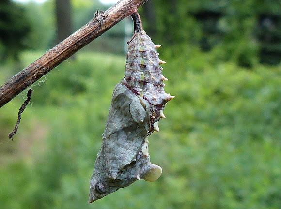 Question Mark Butterfly Facts, Description, and Pictures