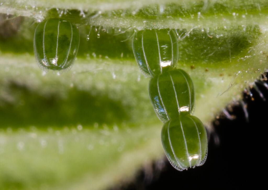 Question Mark Butterfly Facts, Description, and Pictures