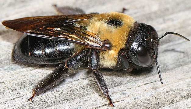 Eastern Carpenter Bee: Facts, Identification and Pictures