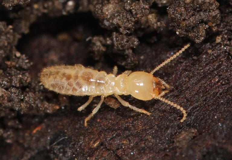 Western Drywood Termite Facts, Identification and Pictures