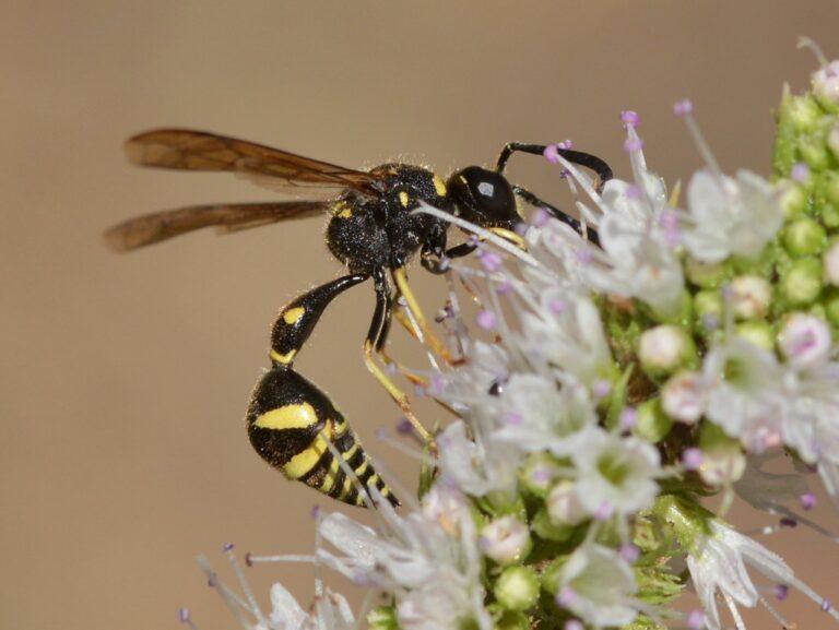 Potter Wasp Facts, Identification and Pictures