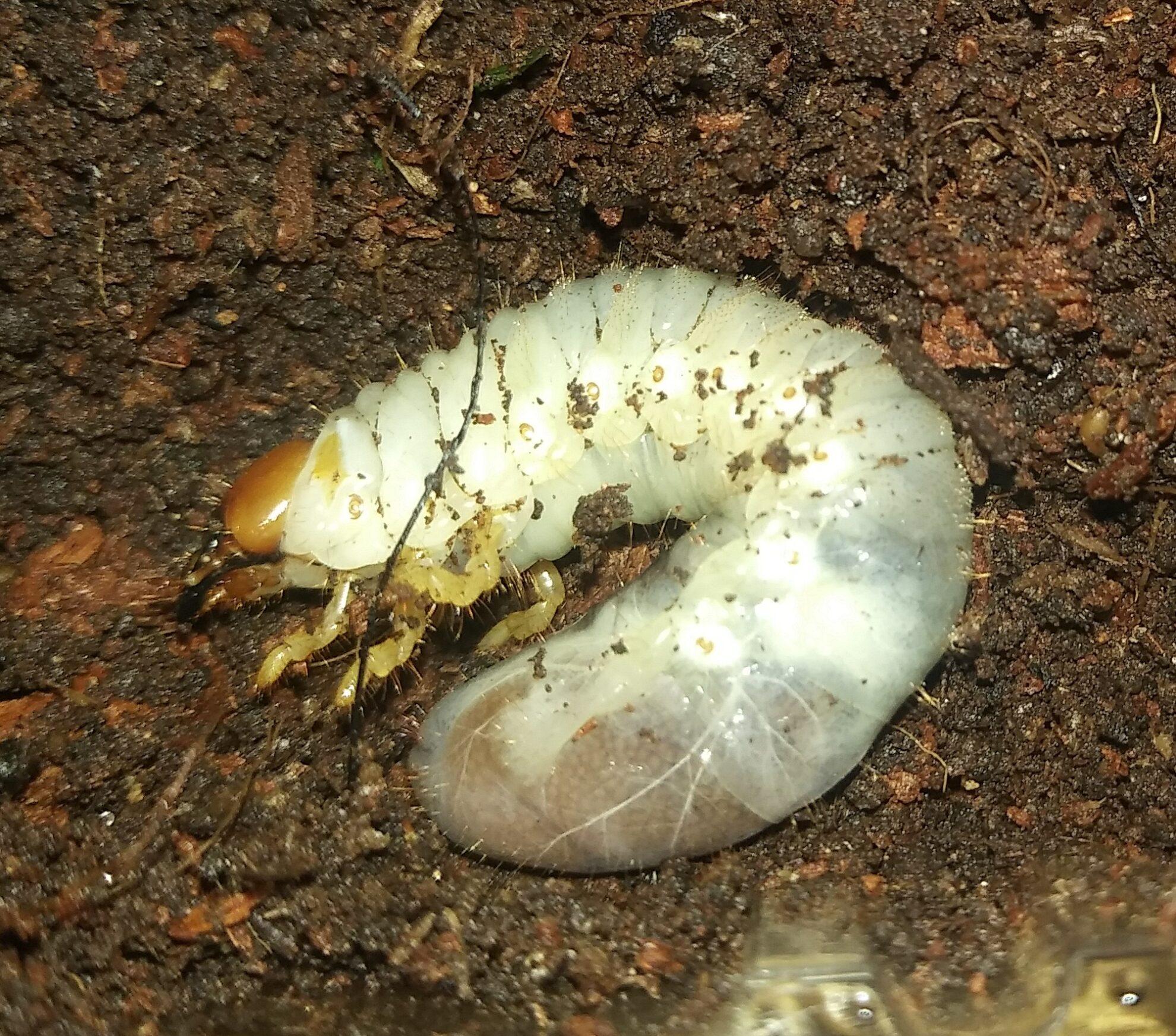 Grapevine Beetle Facts, Description, and Pictures