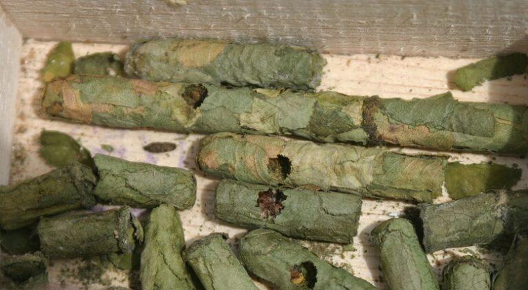 Leafcutter Bee: Facts, Identification and Pictures