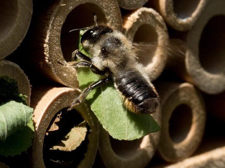 Leafcutter Bee: Facts, Identification and Pictures