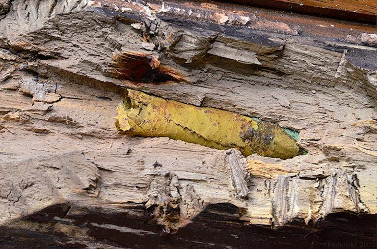 Leafcutter Bee: Facts, Identification and Pictures