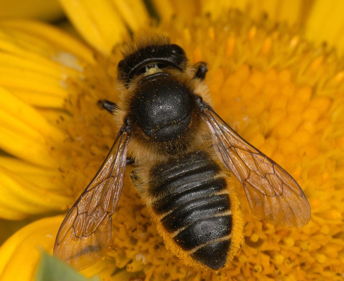 Leafcutter Bee: Facts, Identification and Pictures