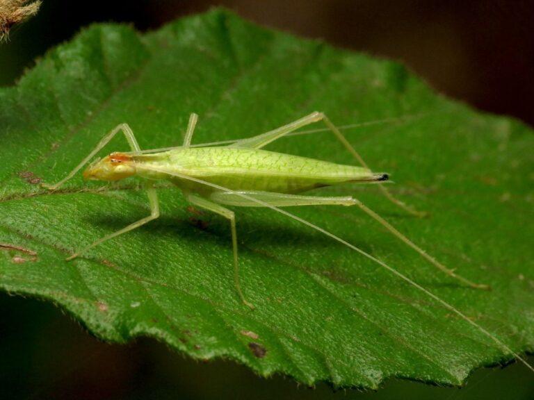 Tree Cricket Facts, Description, and Pictures