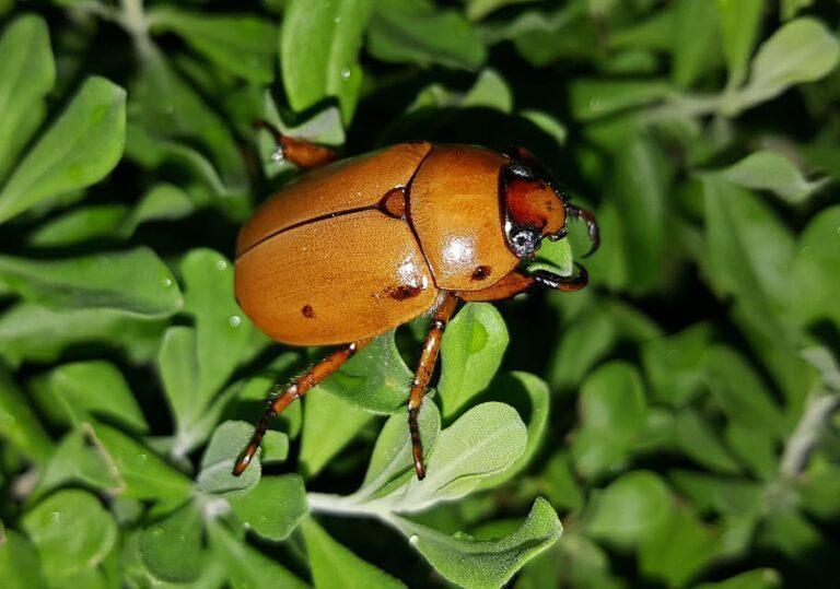Grapevine Beetle Facts, Description, and Pictures