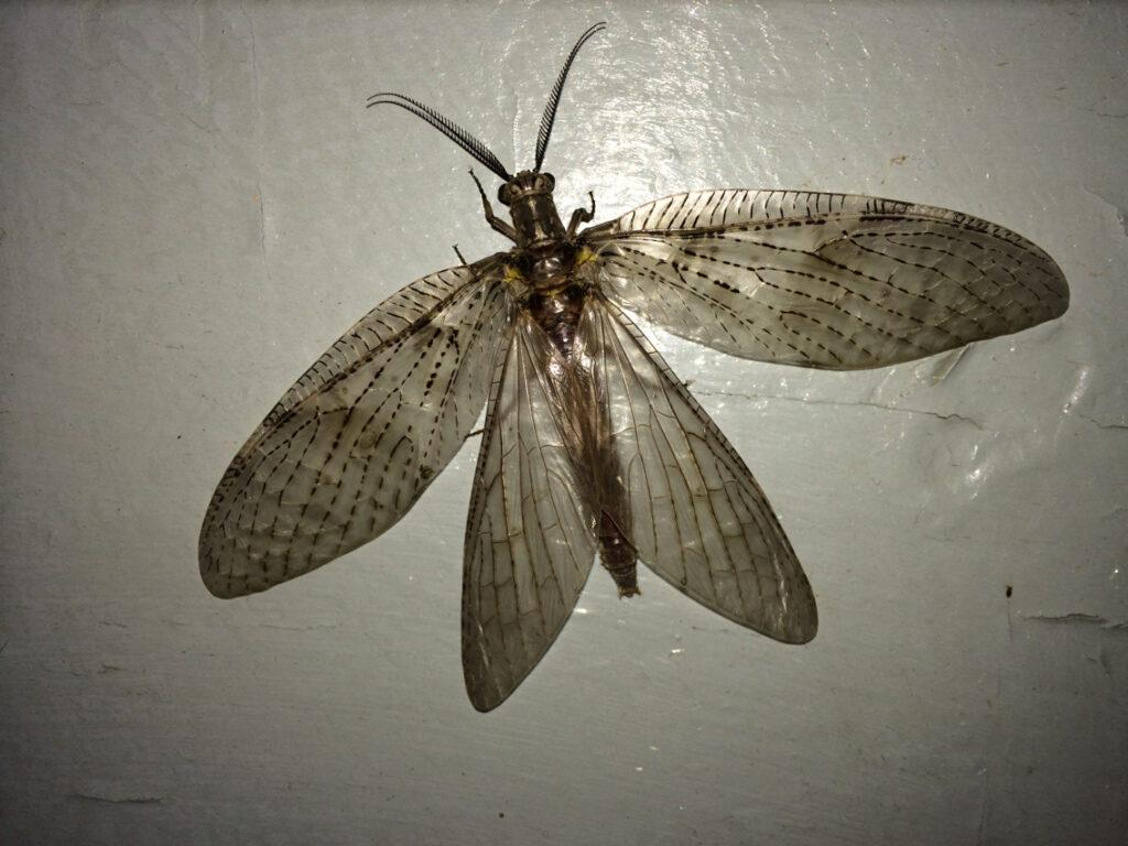 Summer Fishfly Facts, Description, and Pictures