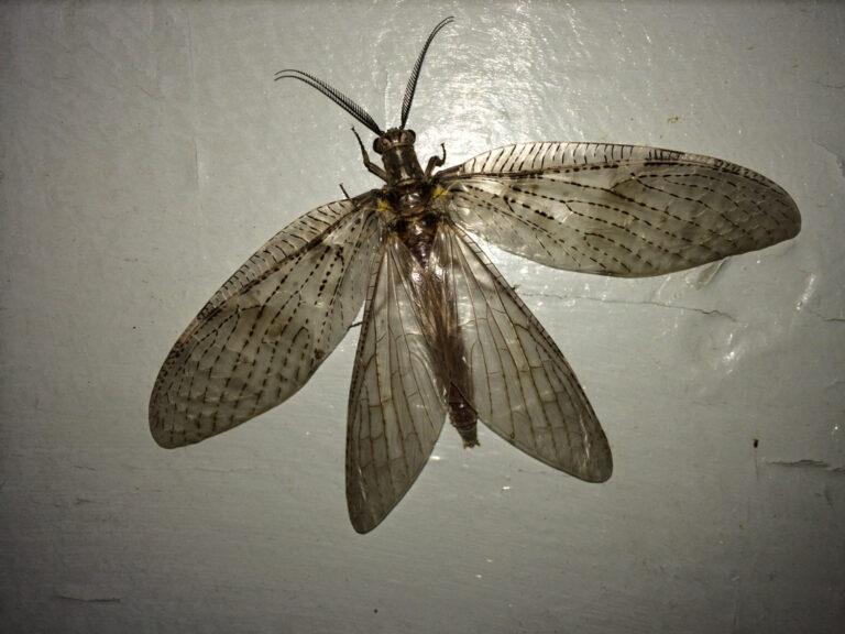 Summer Fishfly Facts, Description, and Pictures