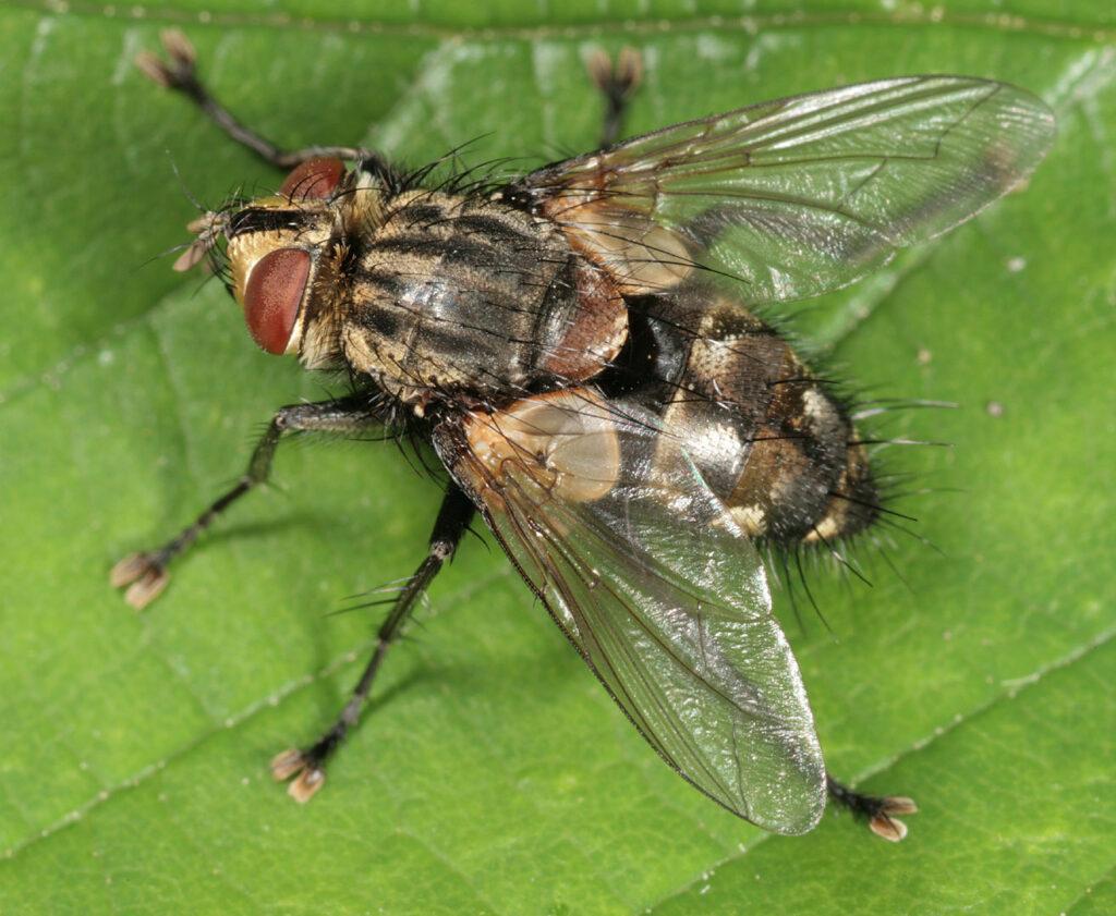 Tiger Bee Fly Facts, Description, and Pictures