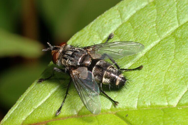 Tachinid Fly Facts, Description, and Pictures Tachinid Fly Facts, Description, and Pictures