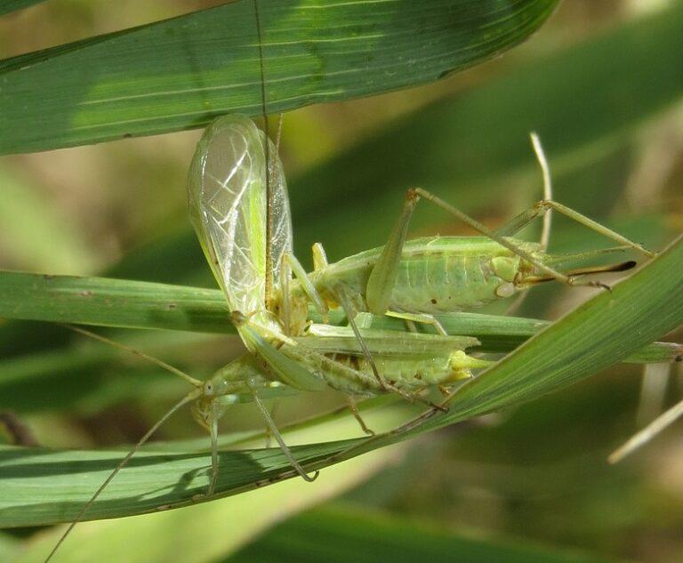 Tree Cricket Facts, Description, and Pictures