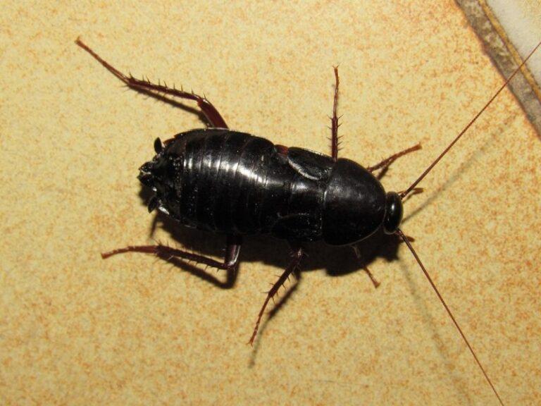 Oriental Cockroach Facts, Identification and Pictures