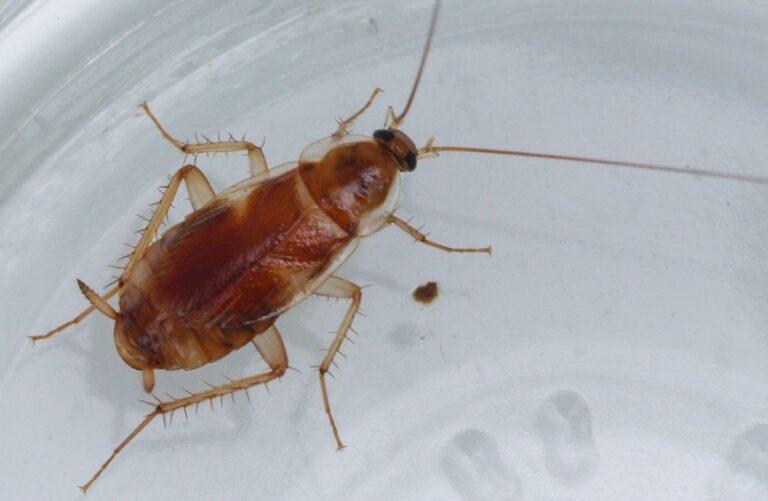 Brown-Banded Cockroach Facts, Description, and Pictures