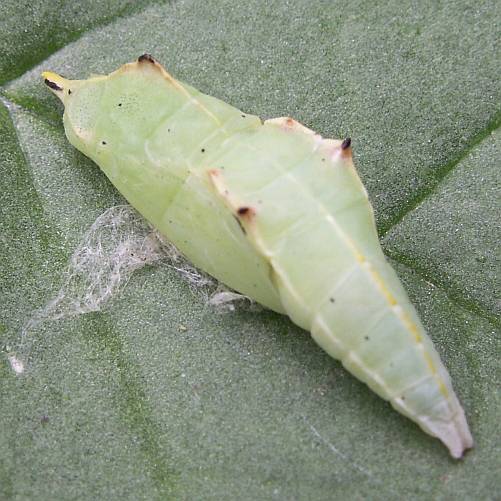 Cabbage White Butterfly Facts, Identification and Pictures