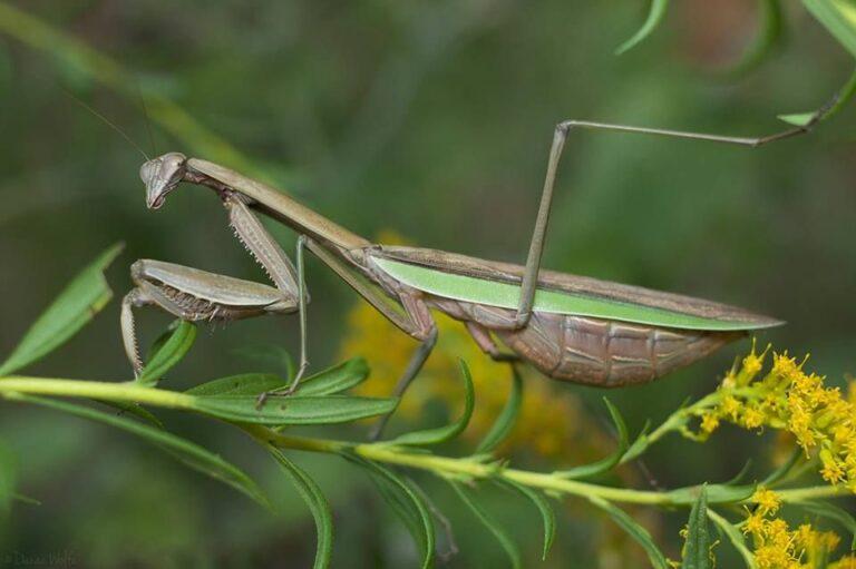 Spiny Flower Mantis Facts, Description, and Pictures