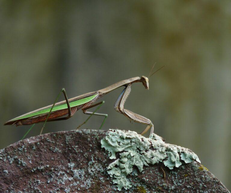 Chinese Mantis Facts, Description, and Pictures