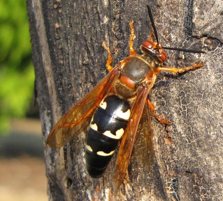 Eastern Cicada Killer Facts, Description, and Pictures