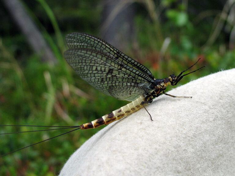 Green Drake Mayfly Facts, Identification and Pictures
