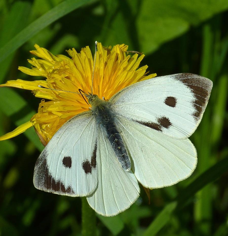Cabbage White Butterfly Facts, Identification and Pictures