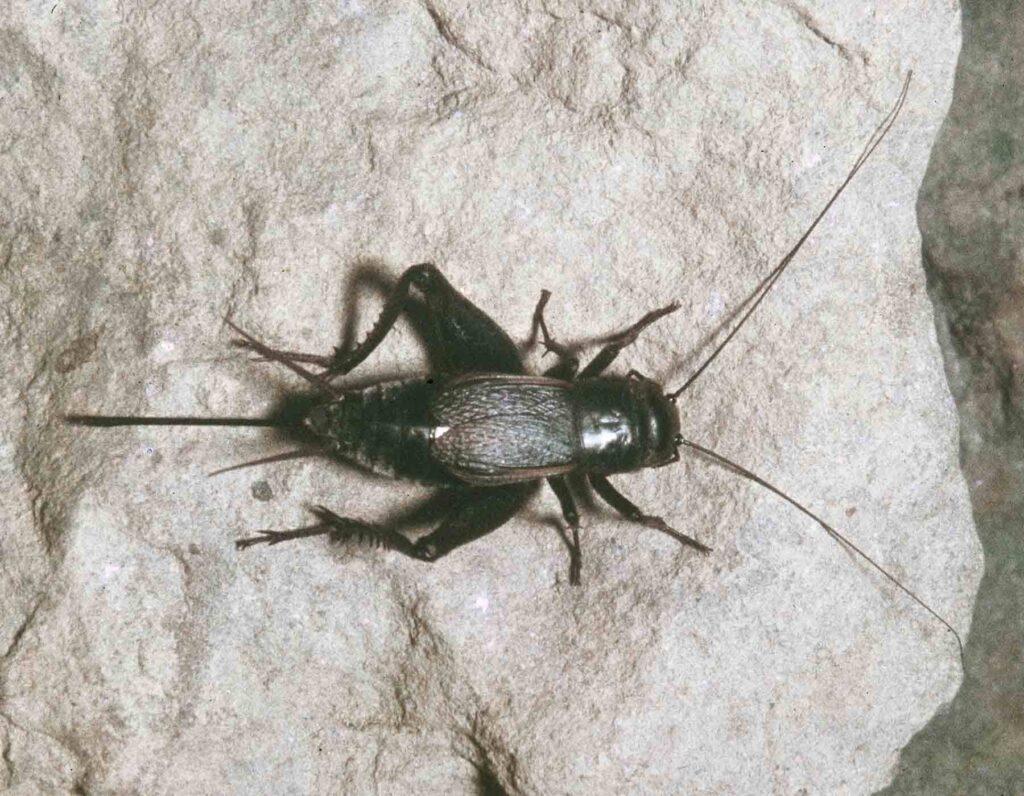 Field Cricket Facts, Identification and Pictures