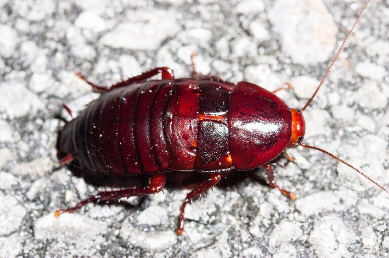 Florida Woods Cockroach Facts, Description, and Pictures
