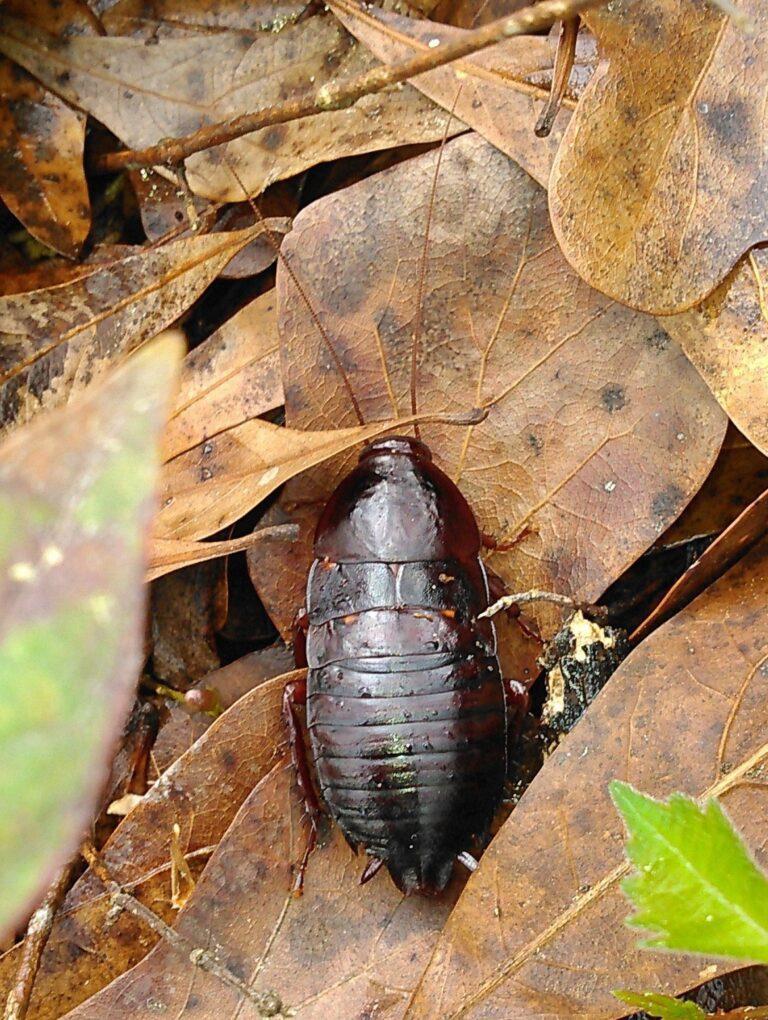 Florida Woods Cockroach Facts, Description, and Pictures