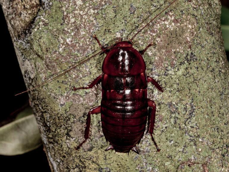 Florida Woods Cockroach Facts, Description, and Pictures