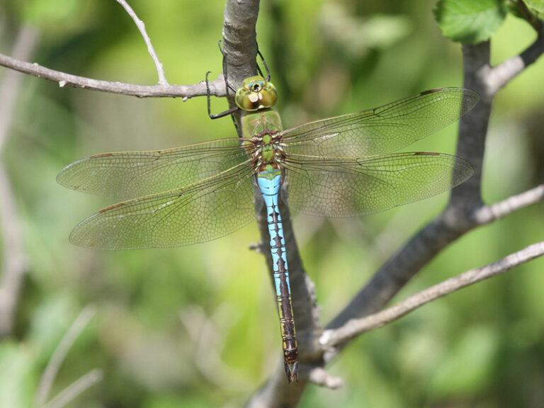 Green Darner Facts, Identification and Pictures