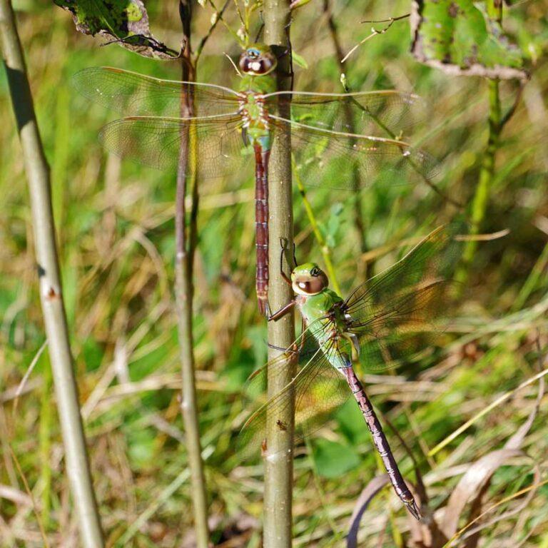 Green Darner Facts, Identification and Pictures