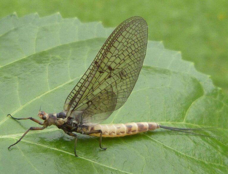 Green Drake Mayfly Facts, Identification and Pictures