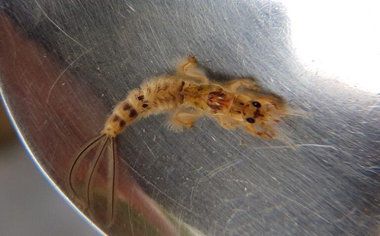 Green Drake Mayfly Facts, Identification and Pictures