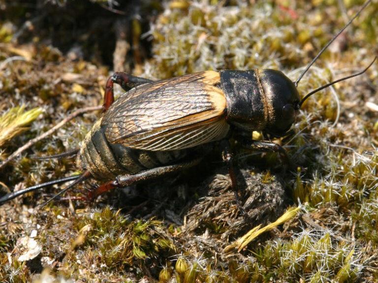 Field Cricket Facts, Identification and Pictures