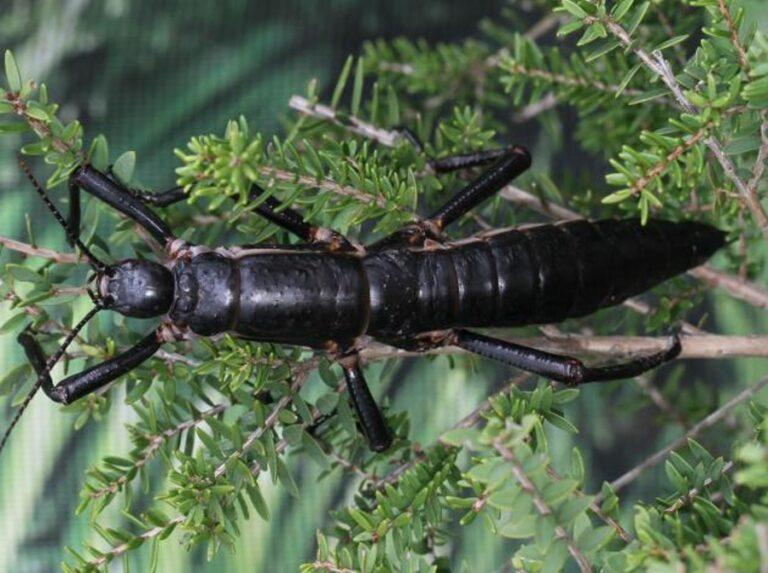 Lord Howe Island Stick Insect Facts, Identification and Pictures