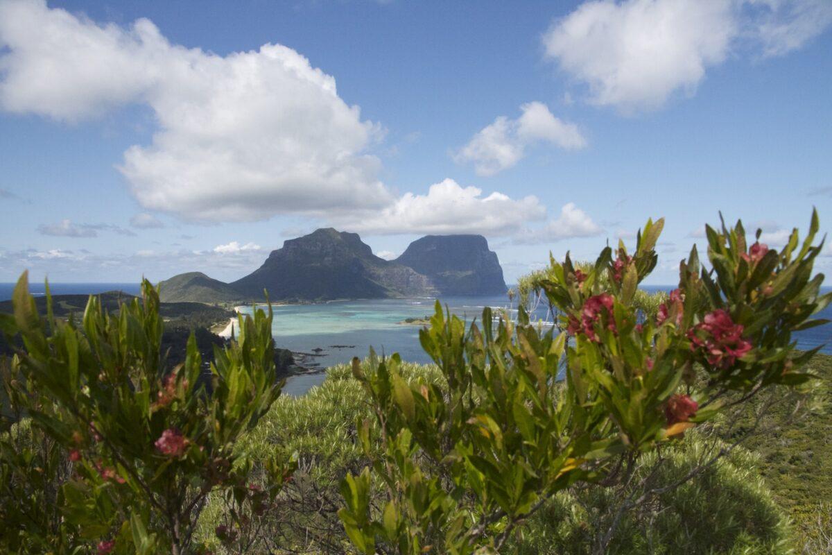 Lord Howe Island Stick Insect Facts, Identification and Pictures
