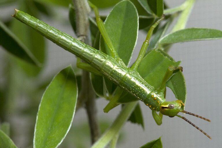 Lord Howe Island Stick Insect Facts, Identification and Pictures