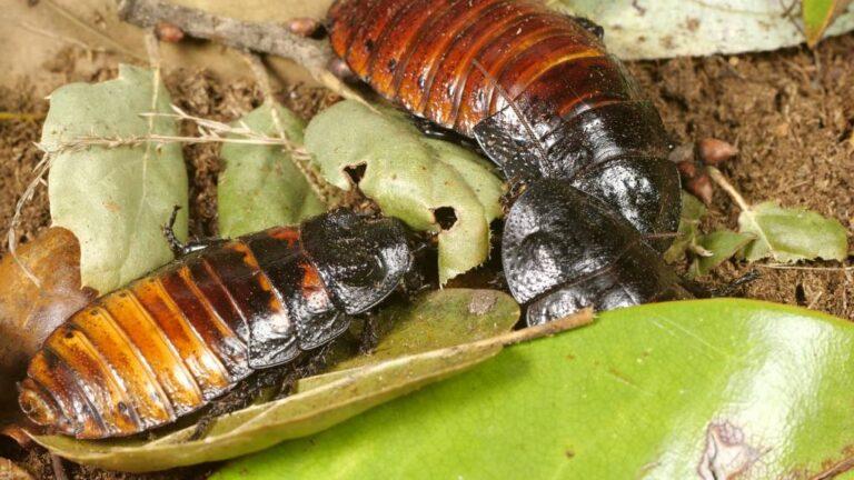 Madagascar Hissing Cockroach Facts, Identification, Diet, and Pictures