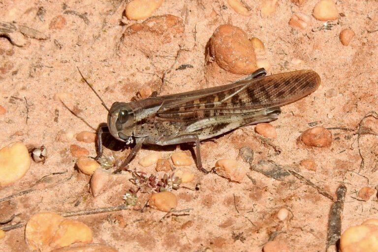 Migratory Locust Facts, Identification and Pictures
