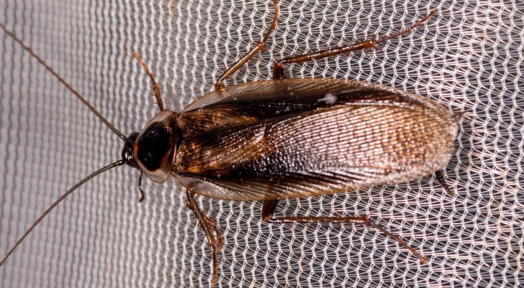 Pennsylvania Wood Cockroach Facts, Identification and Pictures Pennsylvania Wood Cockroach Facts, Identification and Pictures