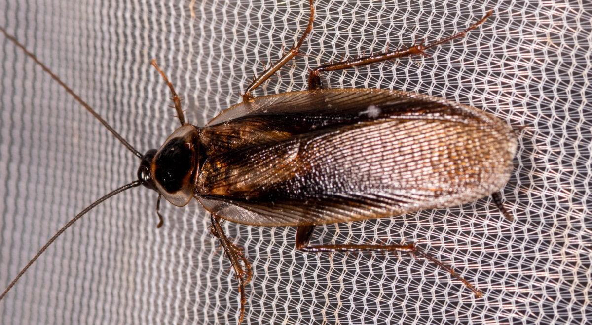 Pennsylvania Wood Cockroach Facts, Identification and Pictures