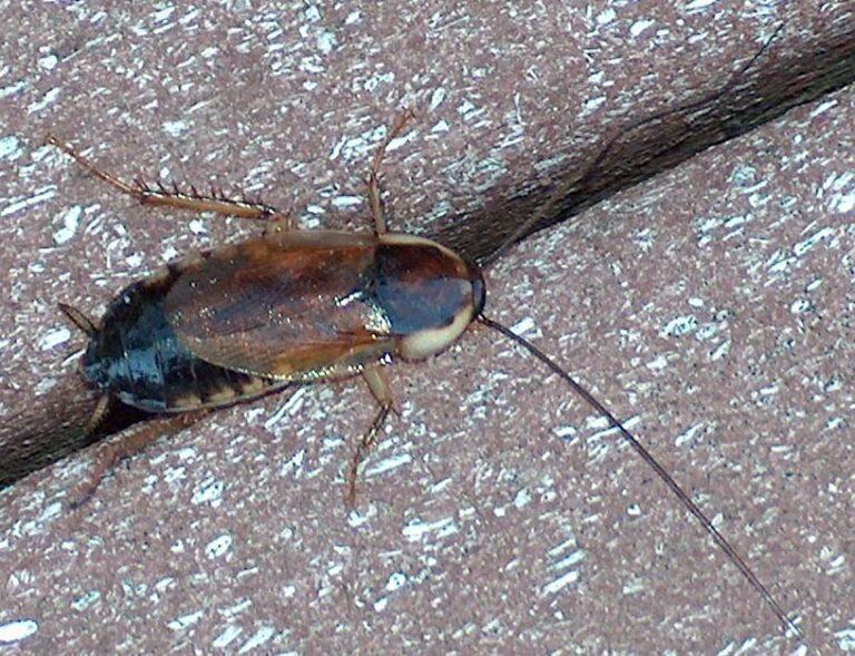 Pennsylvania Wood Cockroach Facts, Identification and Pictures