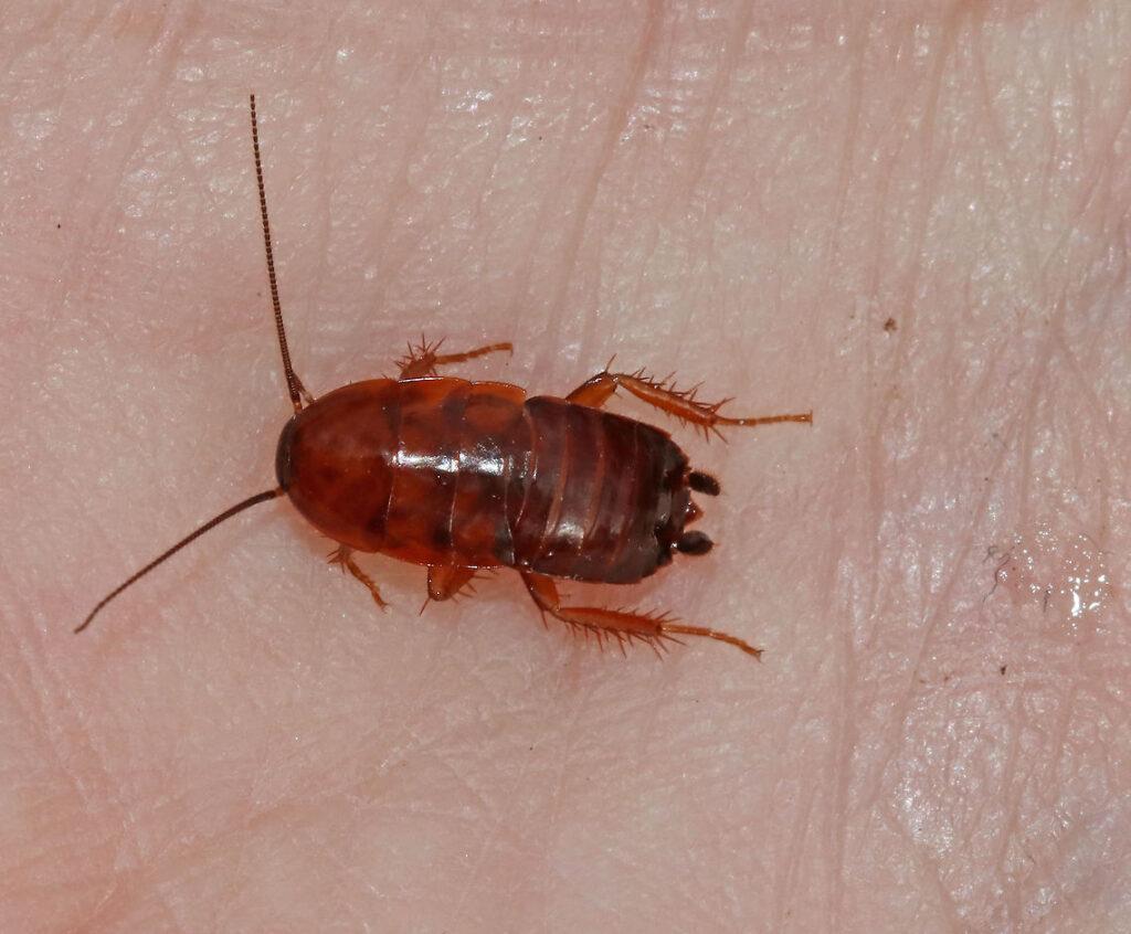 Pennsylvania Wood Cockroach Facts, Identification and Pictures Pennsylvania Wood Cockroach Facts, Identification and Pictures