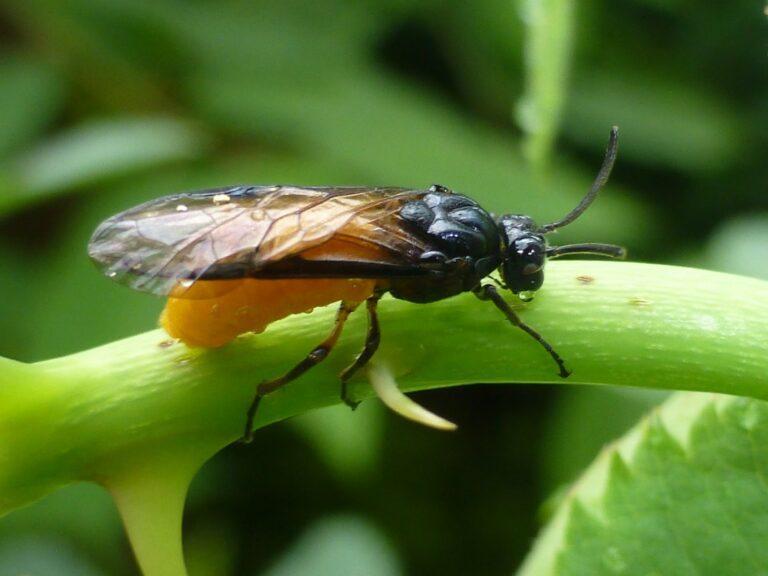 Hibiscus Sawfly Facts, Identification and Pictures