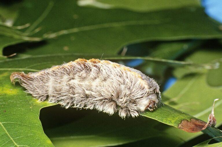 Southern Flannel Moth Facts, Identification and Pictures