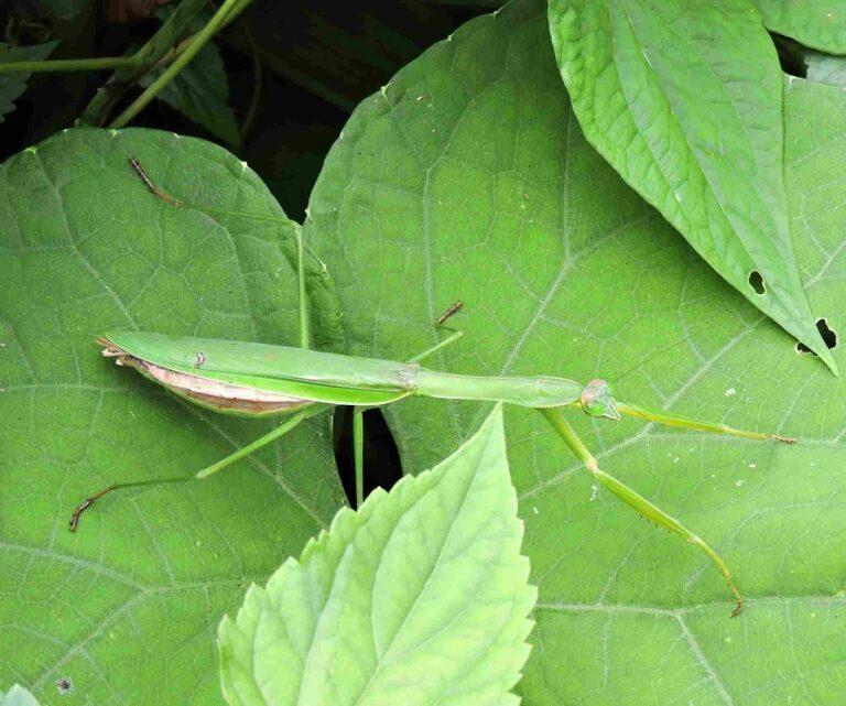 Chinese Mantis Facts, Description, and Pictures