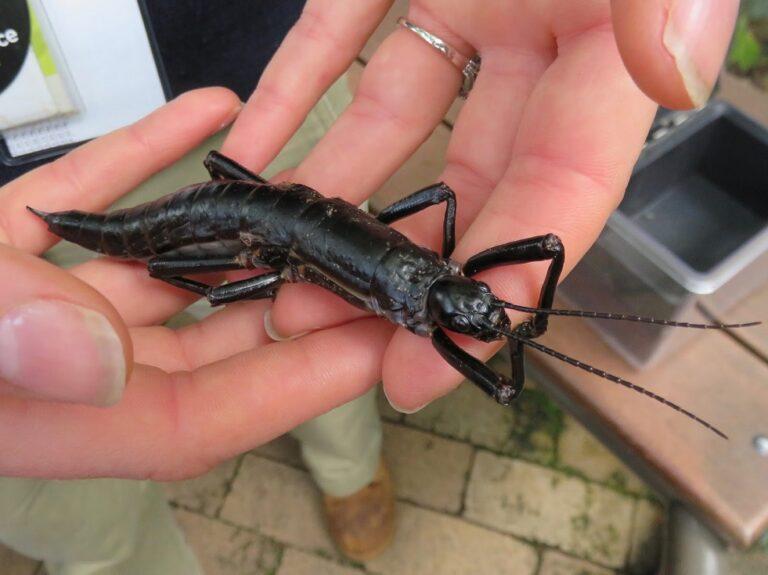 Lord Howe Island Stick Insect Facts, Identification and Pictures