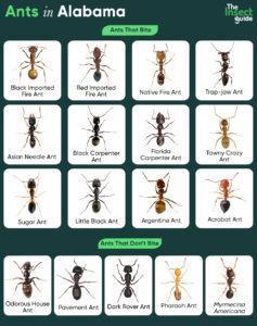 List of Common Types of Ants in Alabama – with Pictures