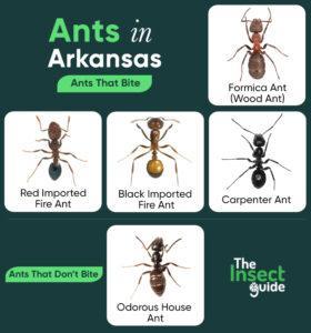 List of Common Types of Ants in Arkansas – with Pictures
