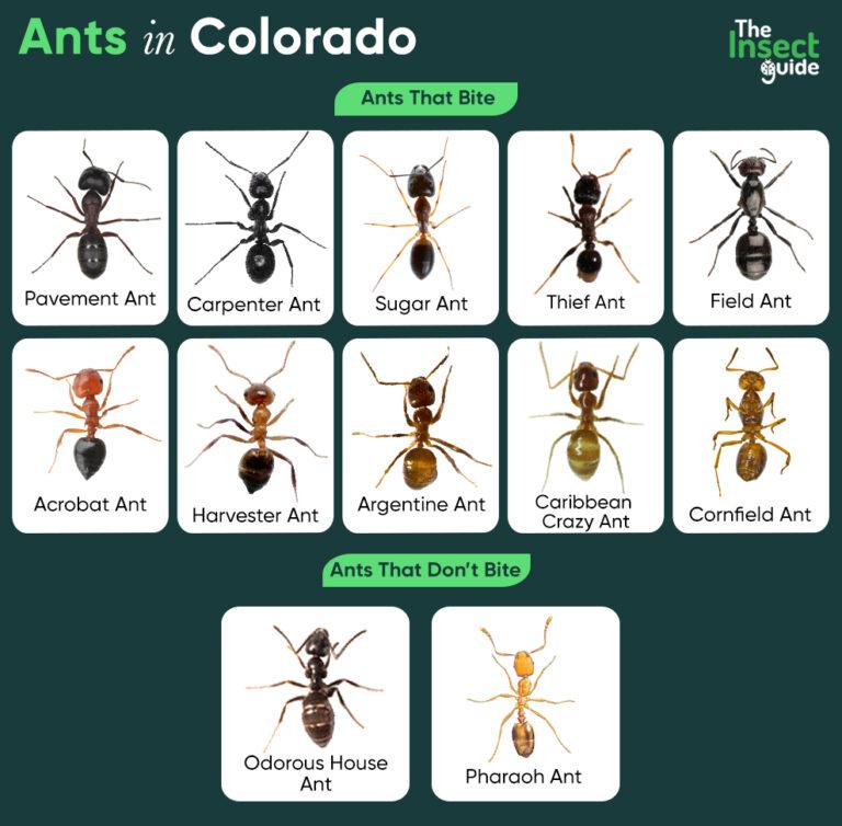 List of Common Types of Ants in Colorado – with Pictures